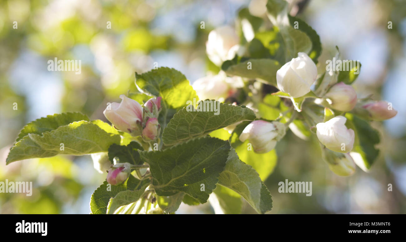 apple tree with pink flowers in a garden Stock Photo - Alamy
