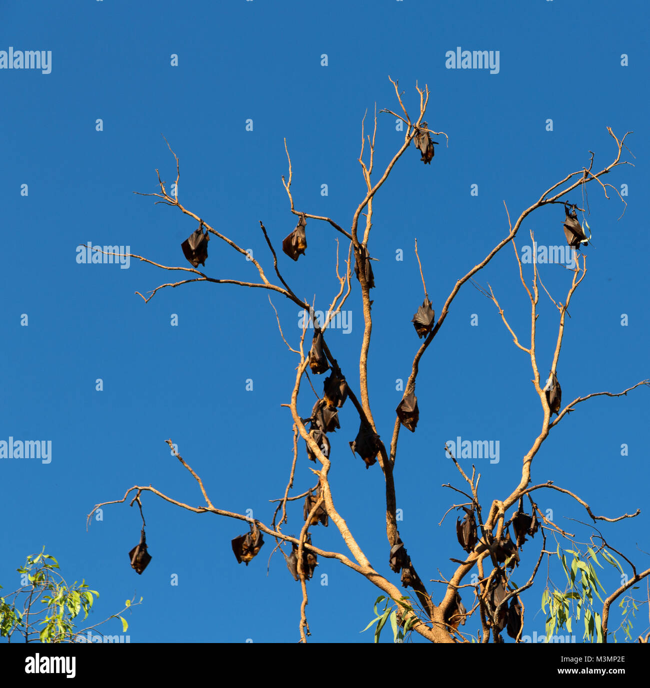 in the australia outback the wilderness colony of bat in the tree Stock ...