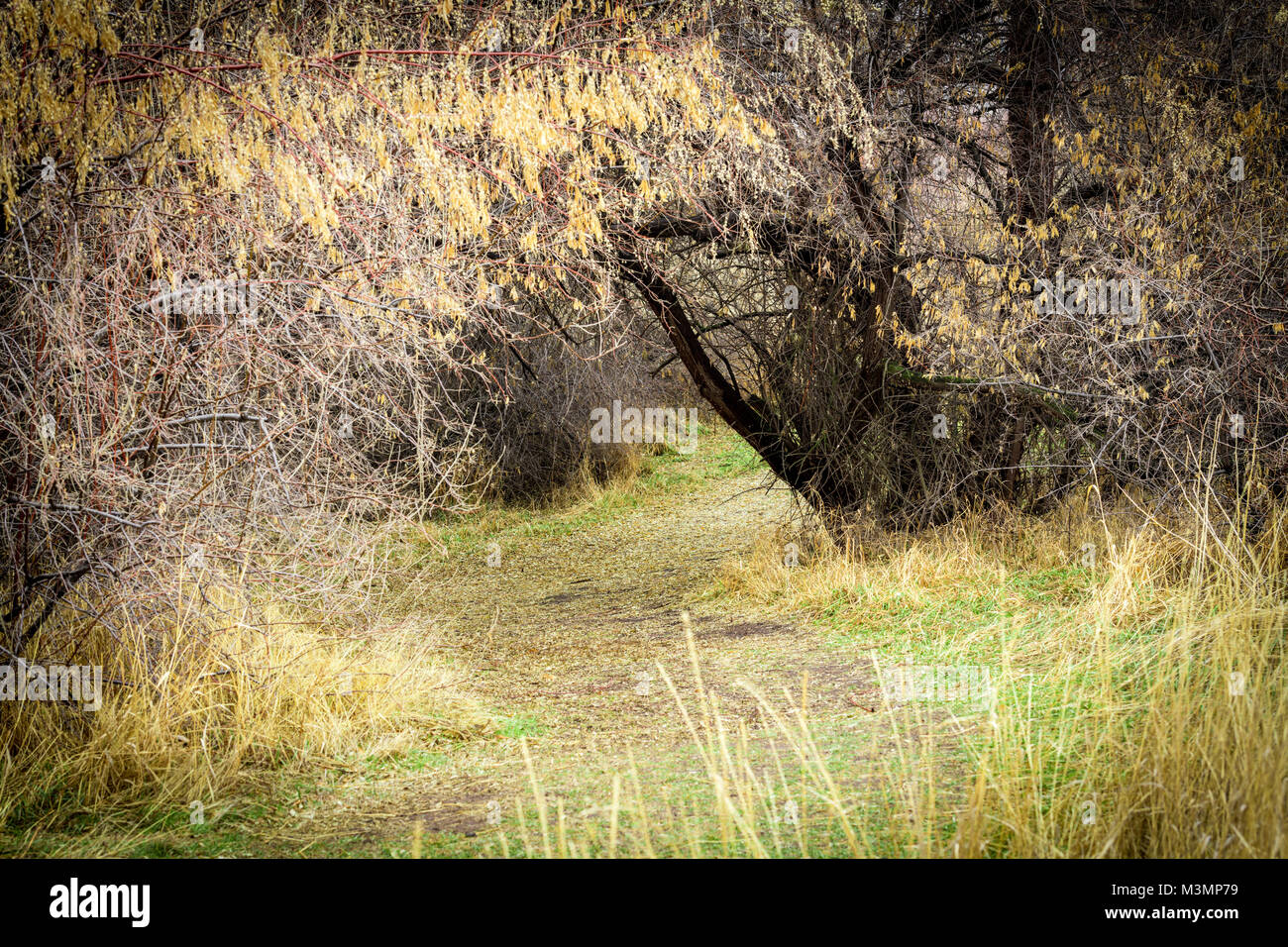 Trees bushes and grasses souround a trail leading into a forest Stock ...