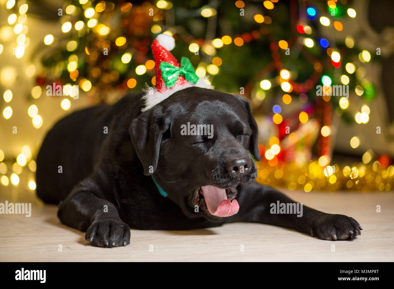 Labrador wearing a cap hi-res stock photography and images - Alamy