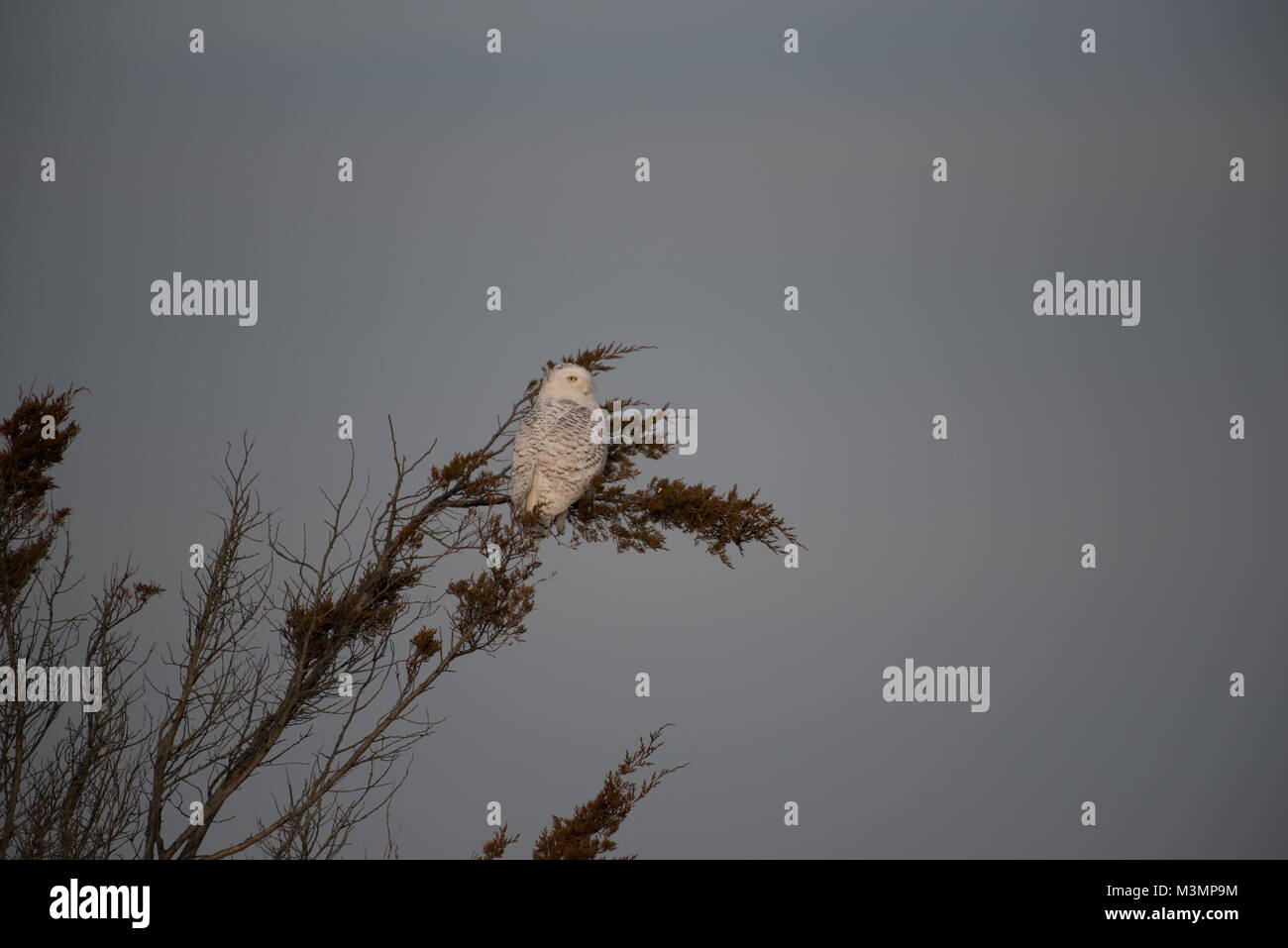Snowy owl profile Stock Photo - Alamy