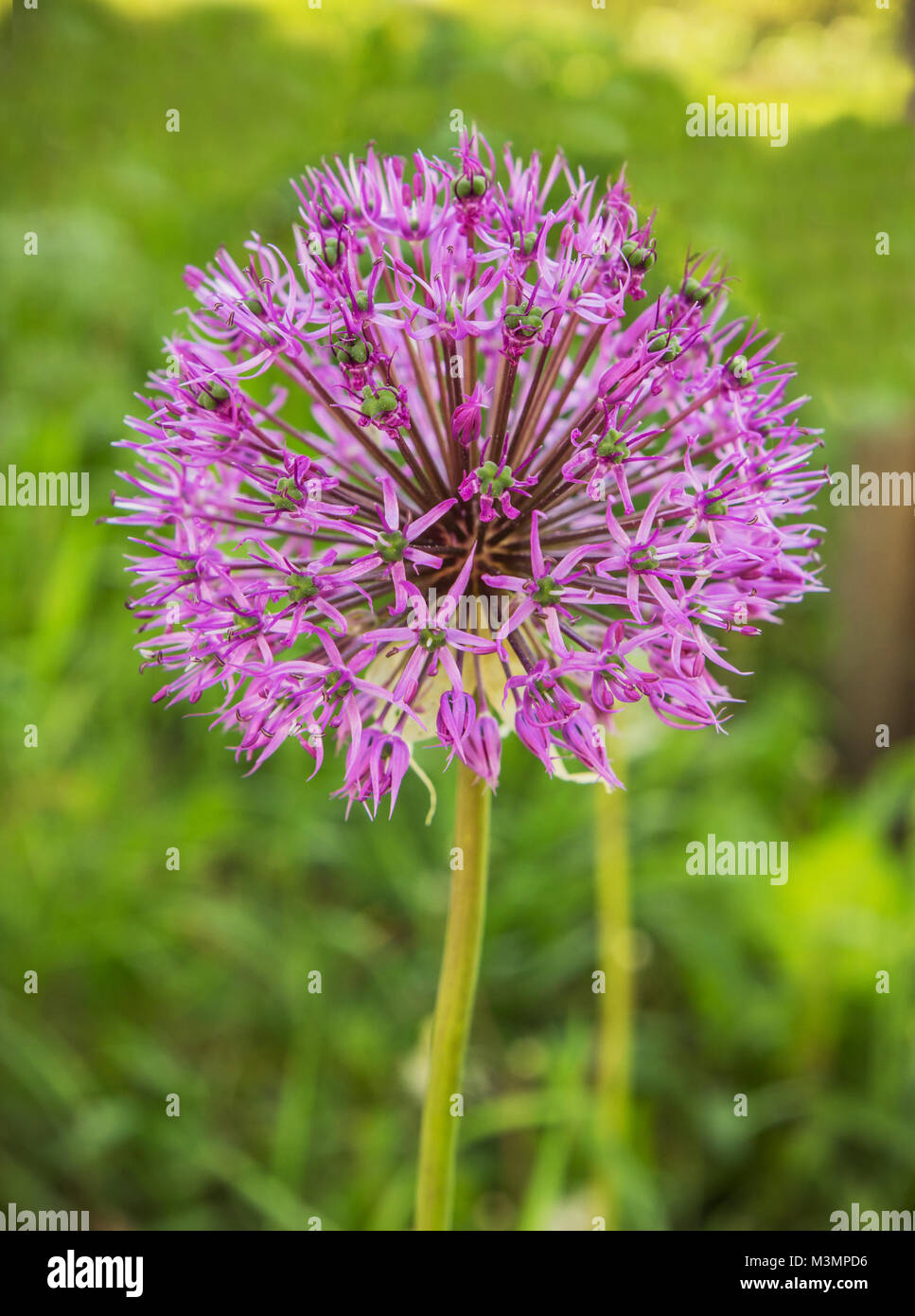 Very beautiful inflorescence of onions ( Allium suworowii Stock Photo ...