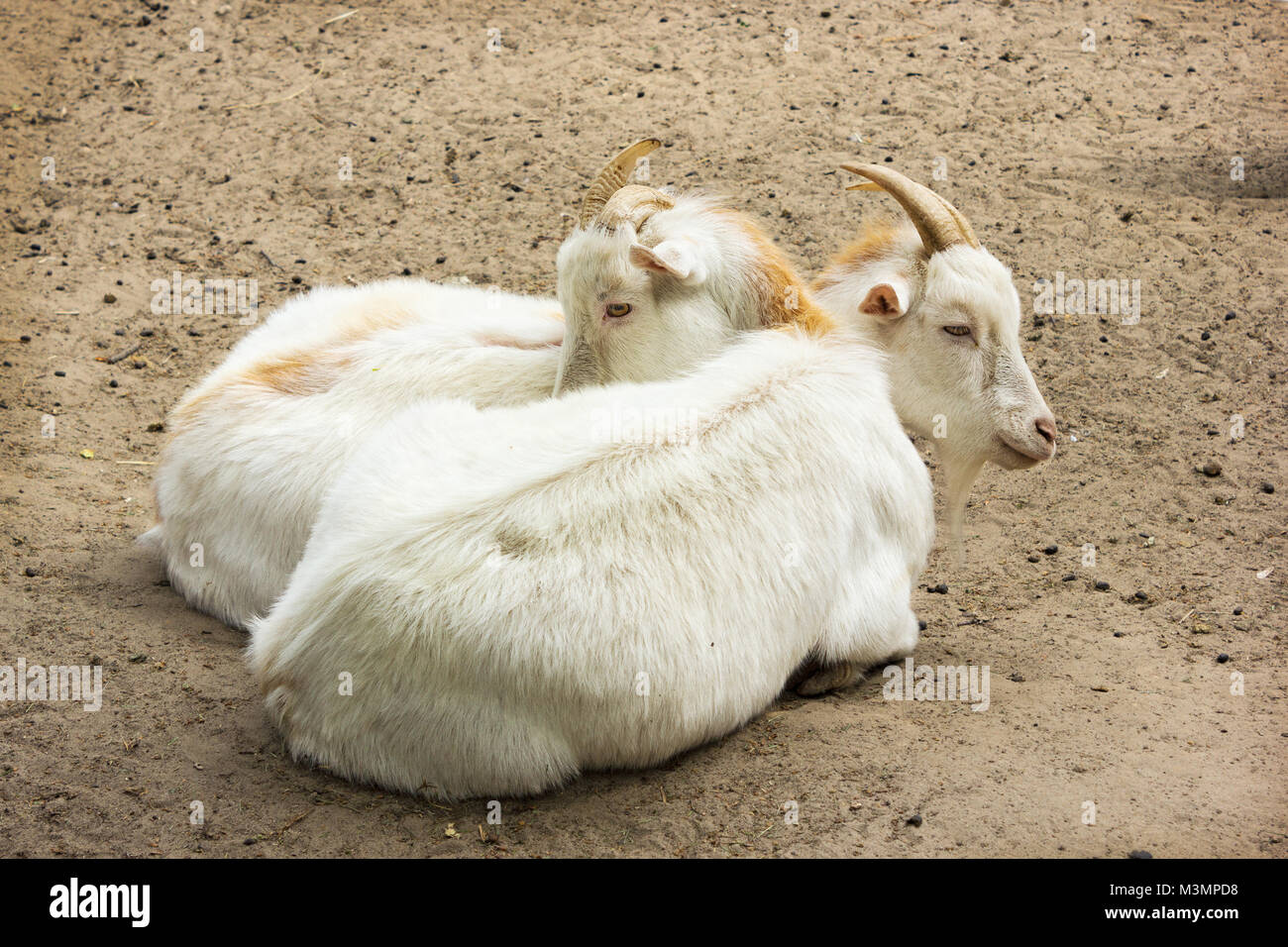 Two young yellowish goats rest on the sand Stock Photo - Alamy