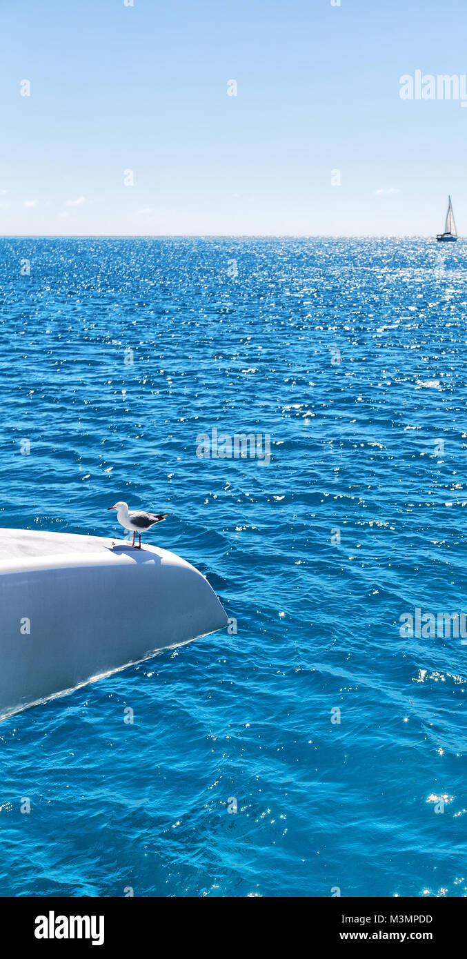 in australia catamaran deck lots of free seagull near the sea Stock ...