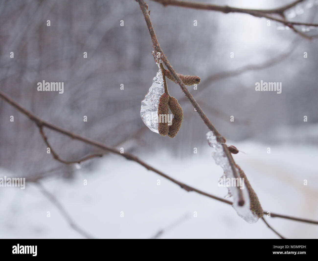 Icicles strange forms hanging from the branches of a tree. Close up ...