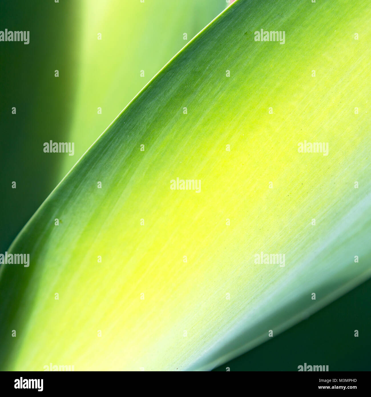 texture and close up of a leaf like abstract background Stock Photo - Alamy