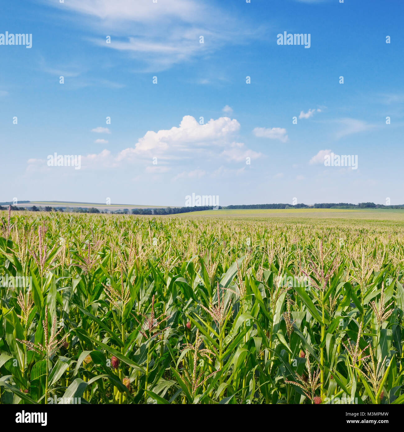 corn field and blue cloudy sky Stock Photo - Alamy