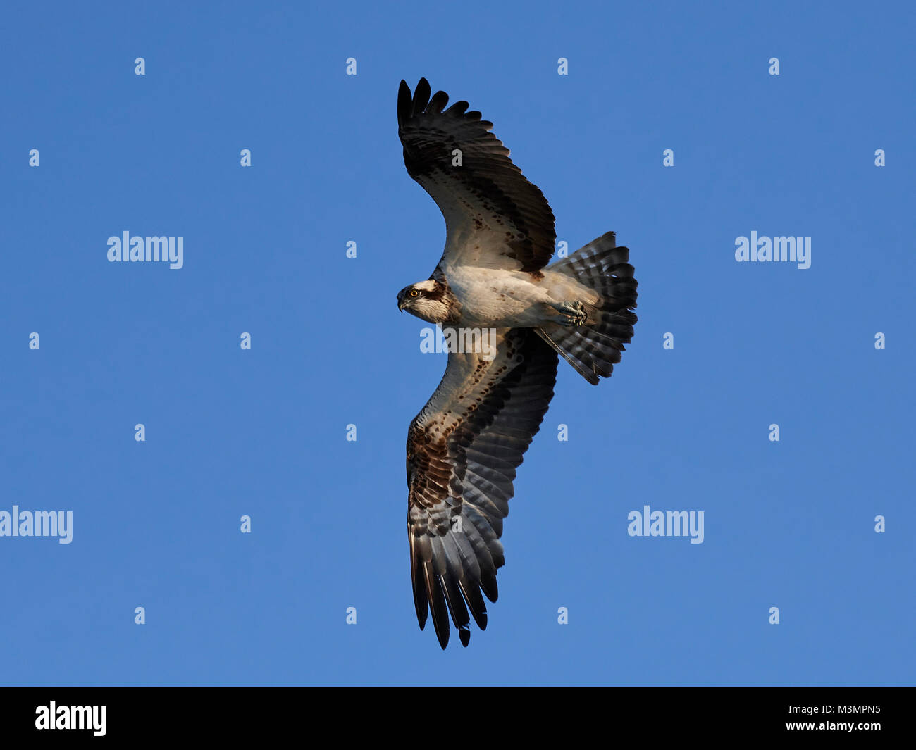 Osprey in flight in its natural habitat Stock Photo - Alamy