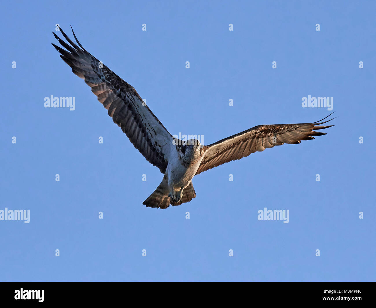 Osprey in flight in its natural habitat Stock Photo - Alamy