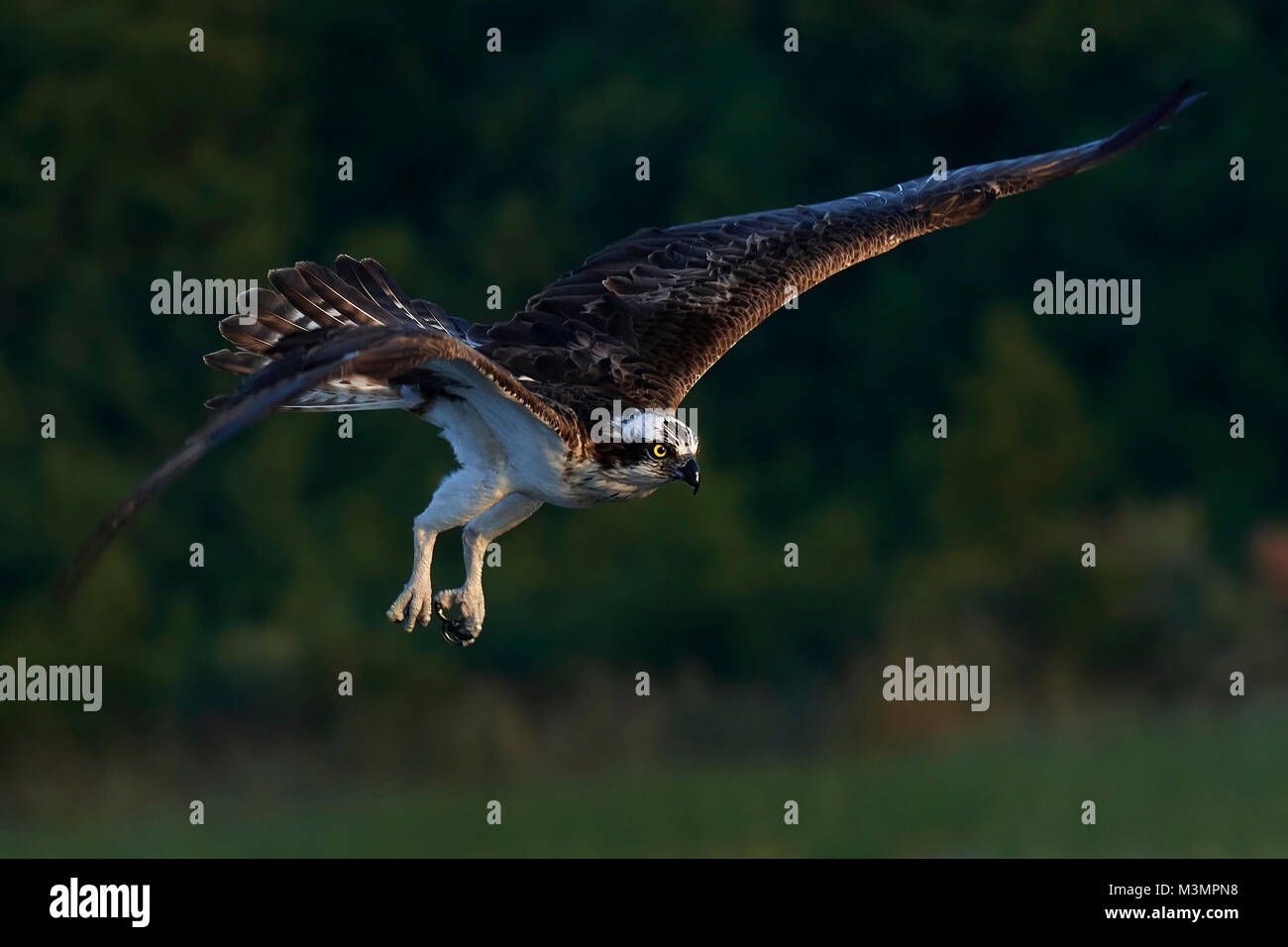 Osprey in flight in its natural habitat in Sweden Stock Photo - Alamy