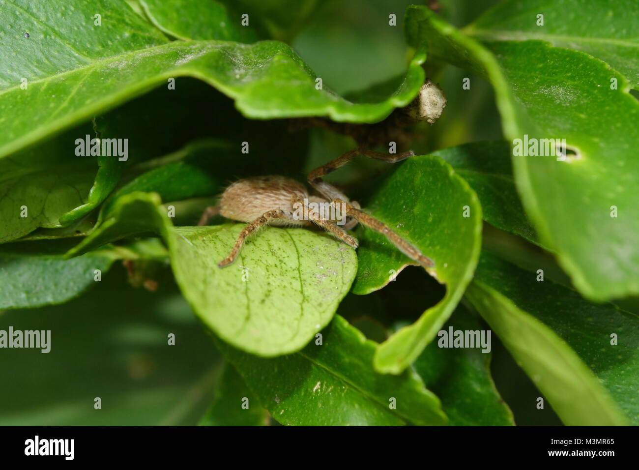 Huntsman Spider hiding in a Lemon tree Stock Photo - Alamy