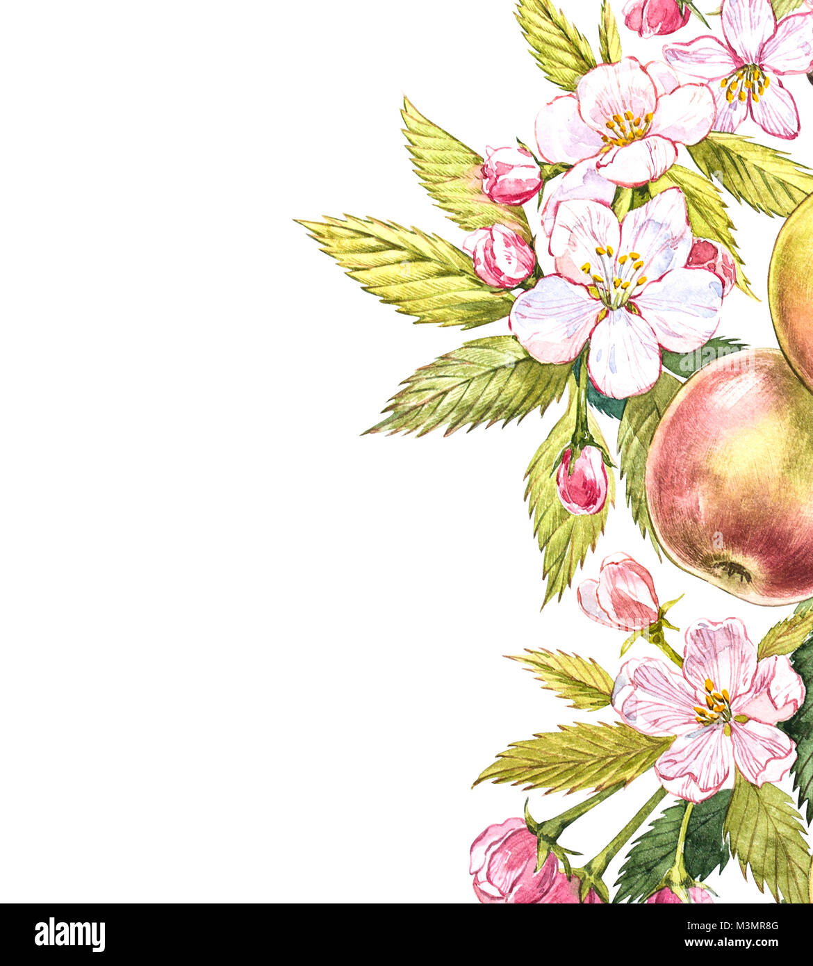 Apple frame botanical illustration. Card design with apple flowers and ...