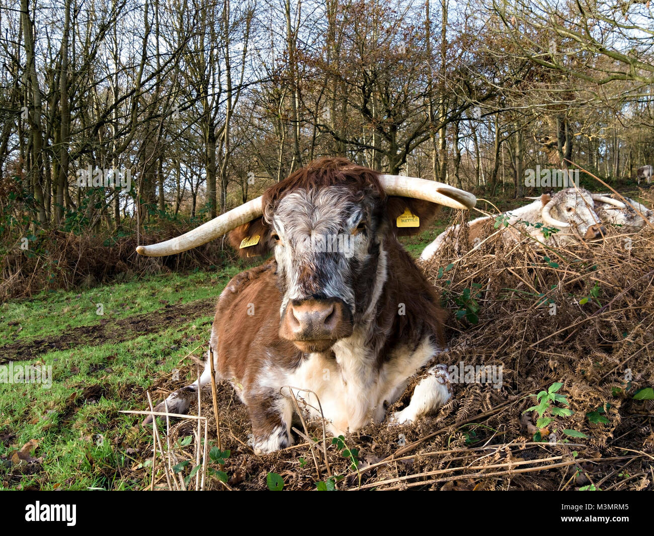 English Longhorn cow, UK Stock Photo - Alamy