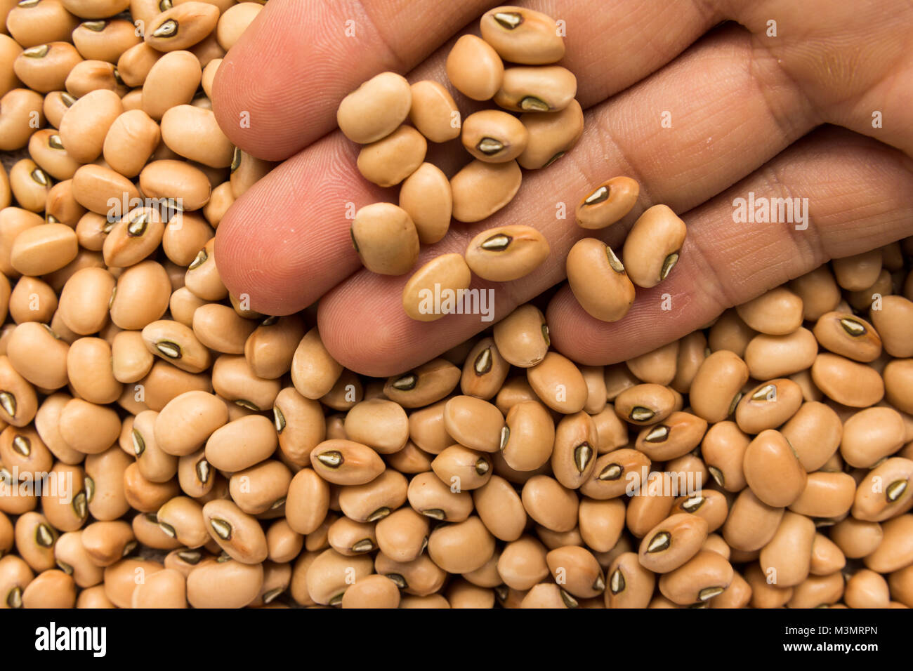 Vigna unguiculata hi-res stock photography and images - Alamy
