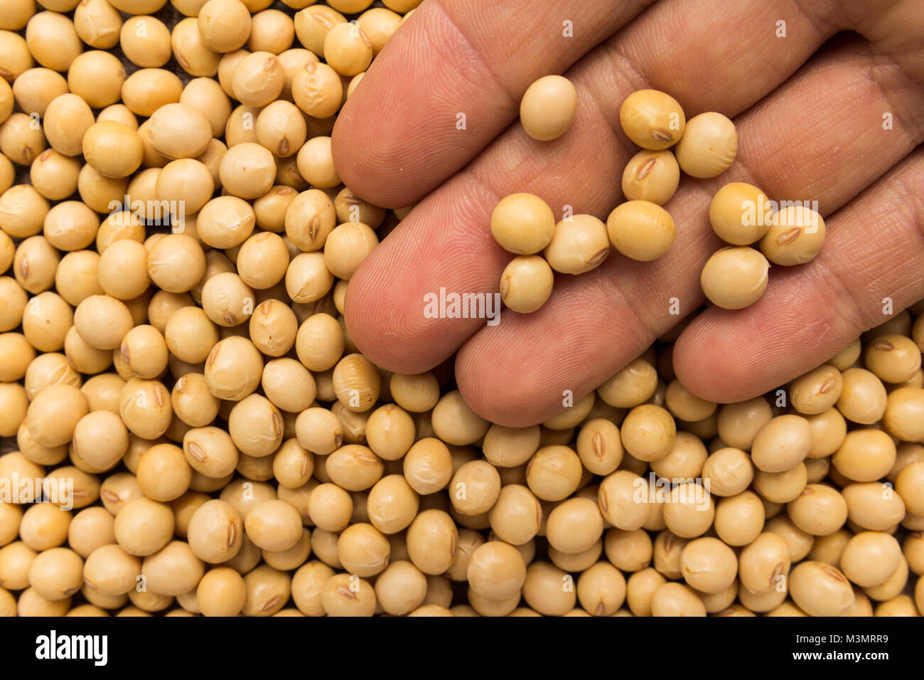 Scientific name glycine max hi-res stock photography and images - Alamy