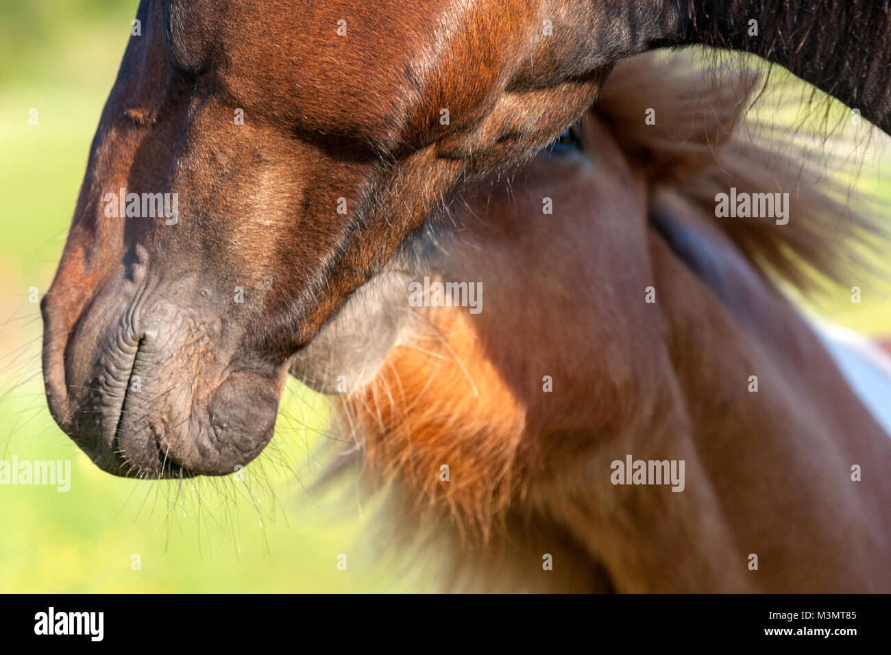 Norway pony hi-res stock photography and images - Alamy