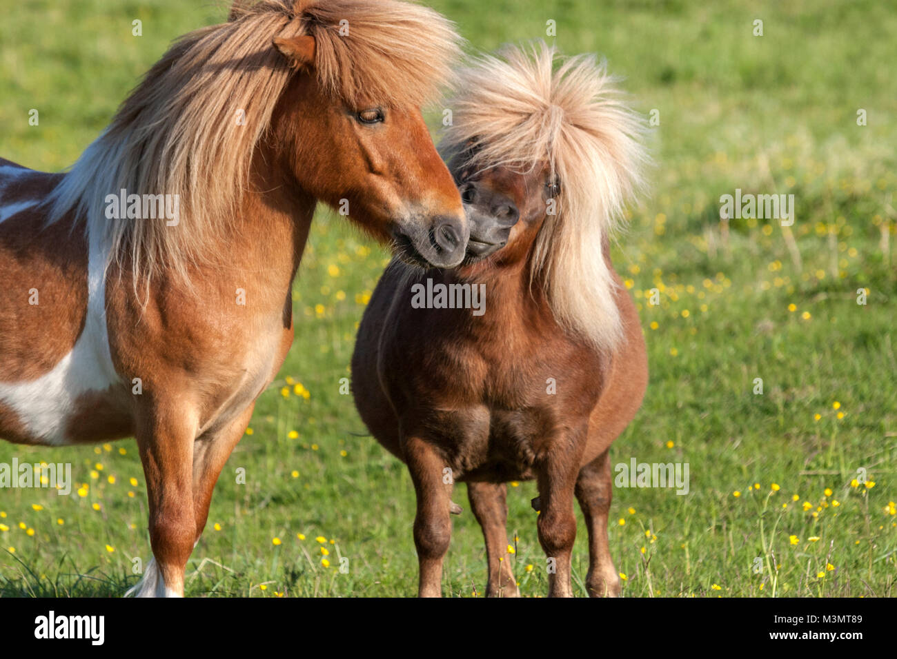 Shetland ponies kissing, Skauvika, Bodø kommune, Norway Stock Photo - Alamy