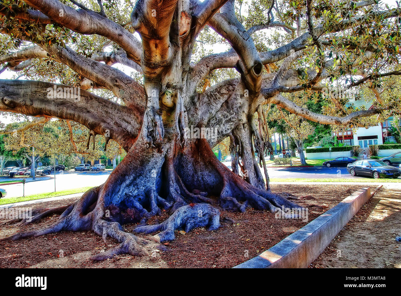 Beverly Hills Fig Tree taken in 2015 Stock Photo - Alamy