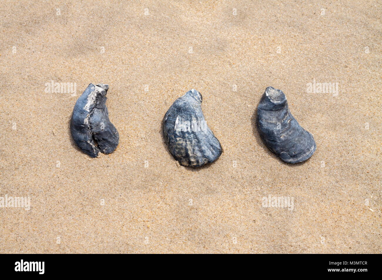 Seashells layed out in an abstract fashion on the sand, Outer Banks ...