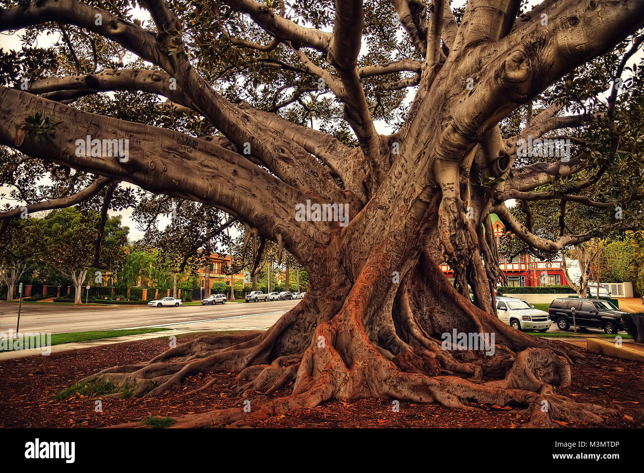 West Los Angeles Fig Tree