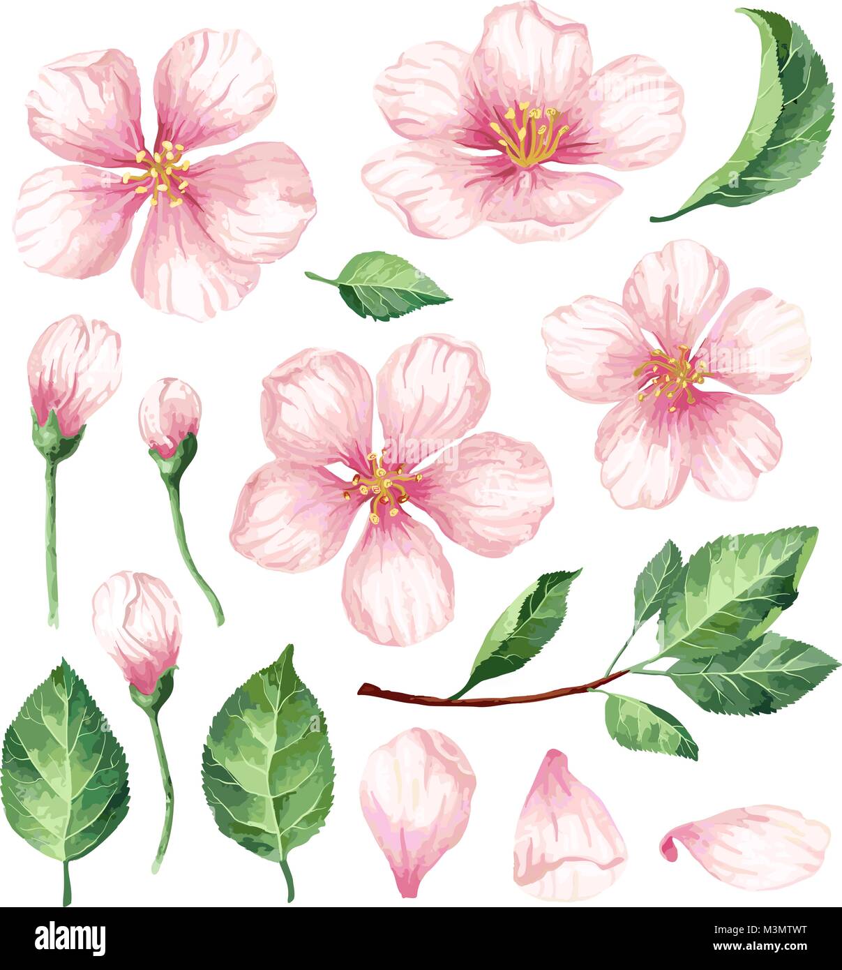 Set, collection of Apple flowers, petals and leaves isolated on white ...