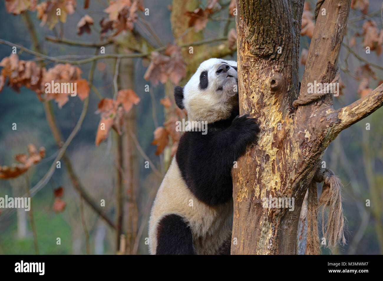 Giant Panda near Chengdu, Sichuan Province, China Stock Photo - Alamy