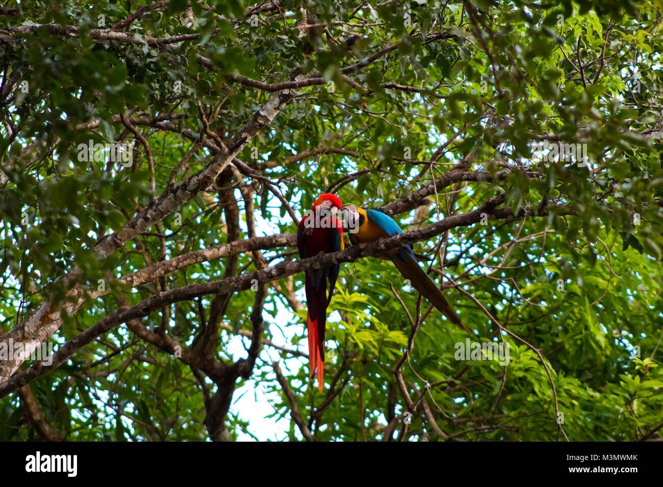 Rare birds of costa rica hi-res stock photography and images - Alamy
