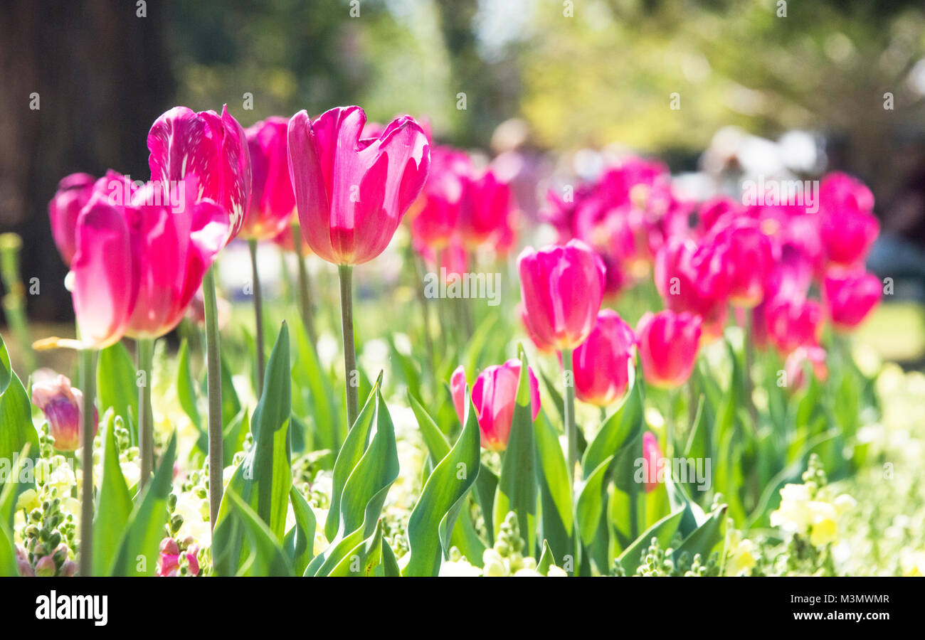Bright Pink tulips in the sunshine Stock Photo - Alamy