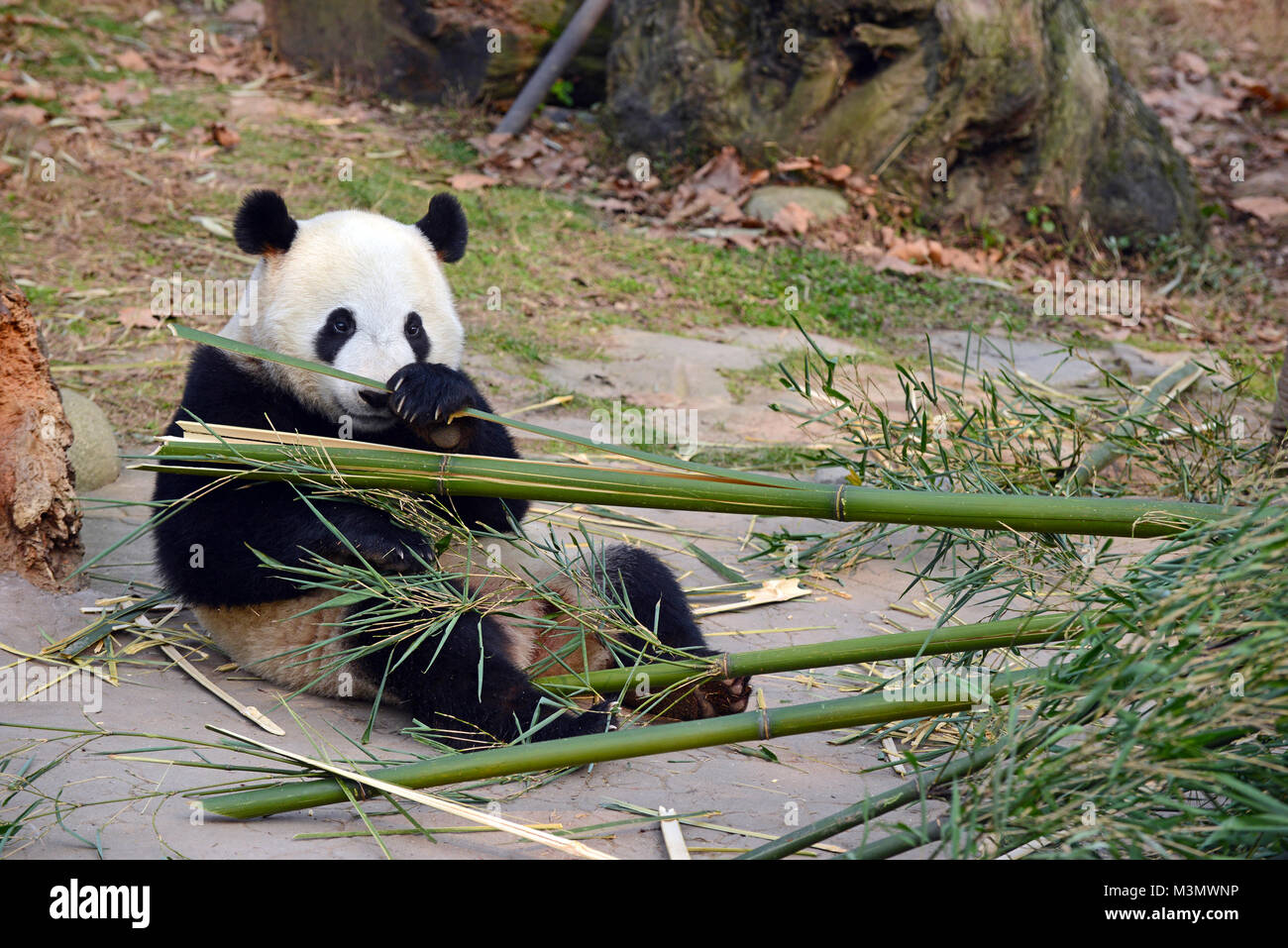 Giant Panda near Chengdu, Sichuan Province, China Stock Photo - Alamy