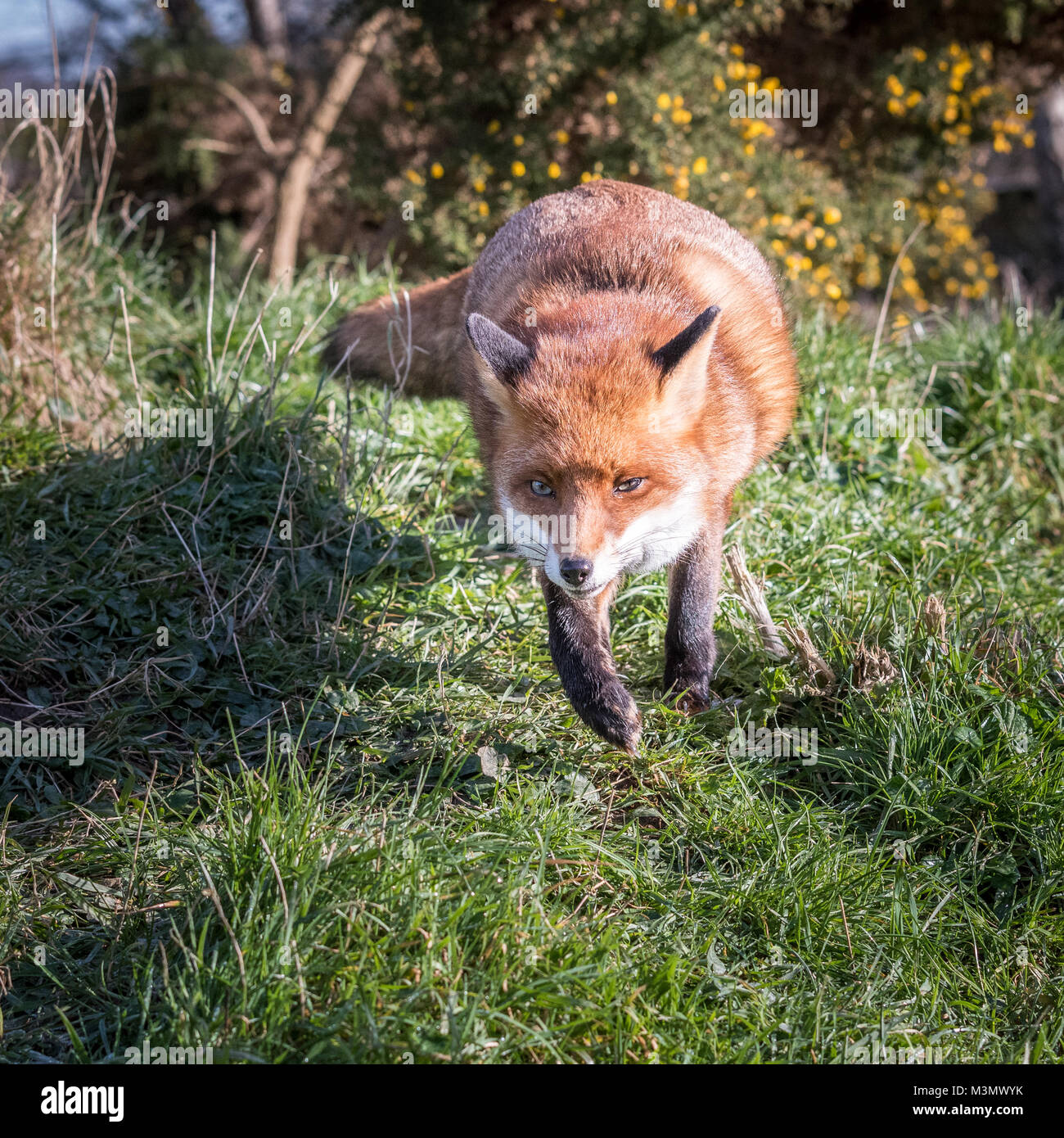 Vixen running hi-res stock photography and images - Alamy