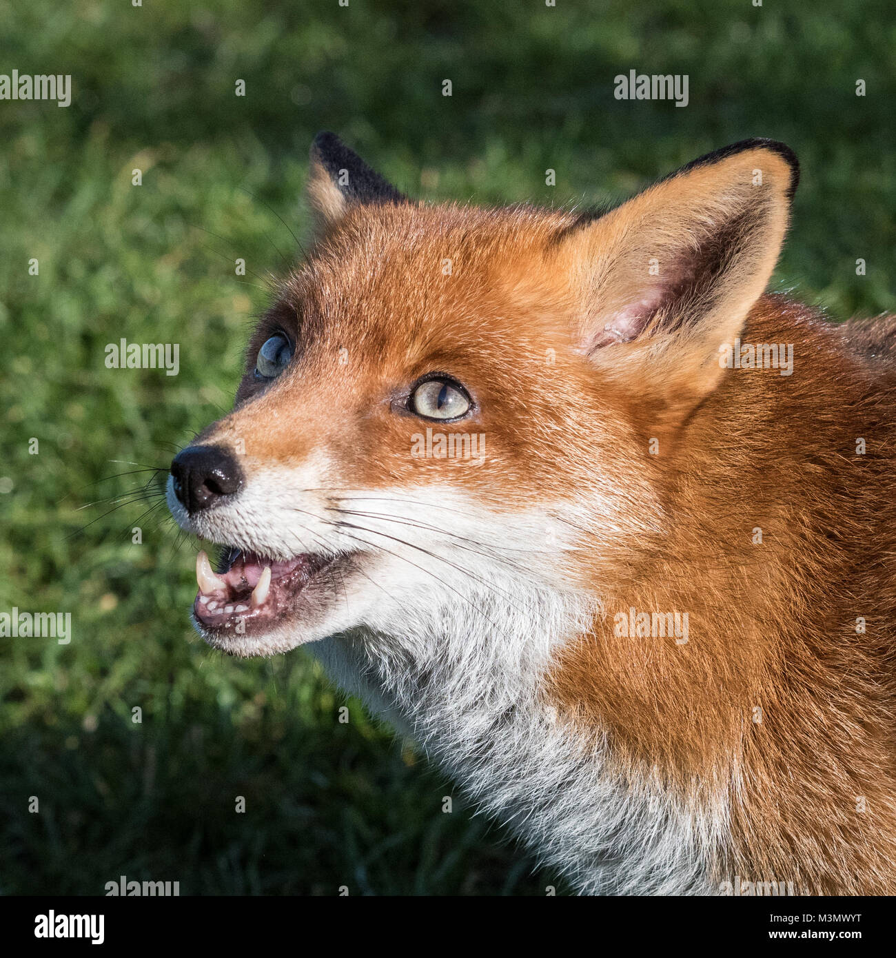 Fox up close hi-res stock photography and images - Alamy