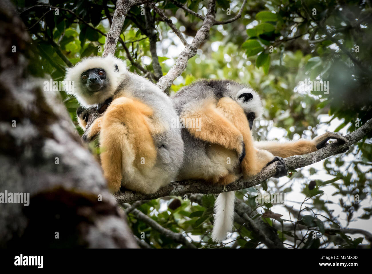 Two Diademed Sifaka (Propithecus diadema) Lemur, Madagascar Stock Photo ...