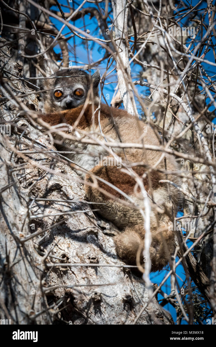 Sportive lemur hi-res stock photography and images - Alamy