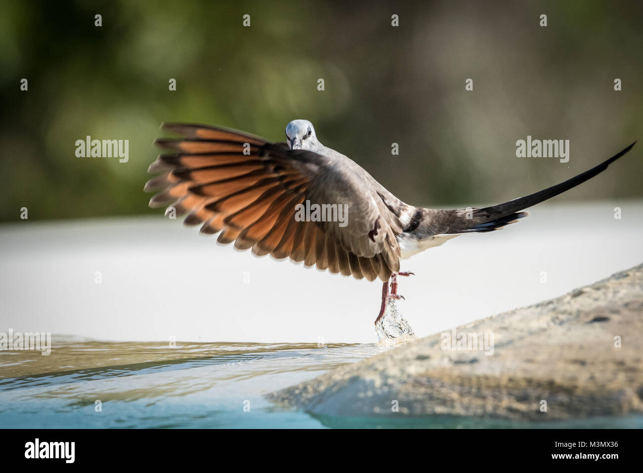 Namaqua Dove Taking Off from Pool with Water Droplets Stock Photo - Alamy