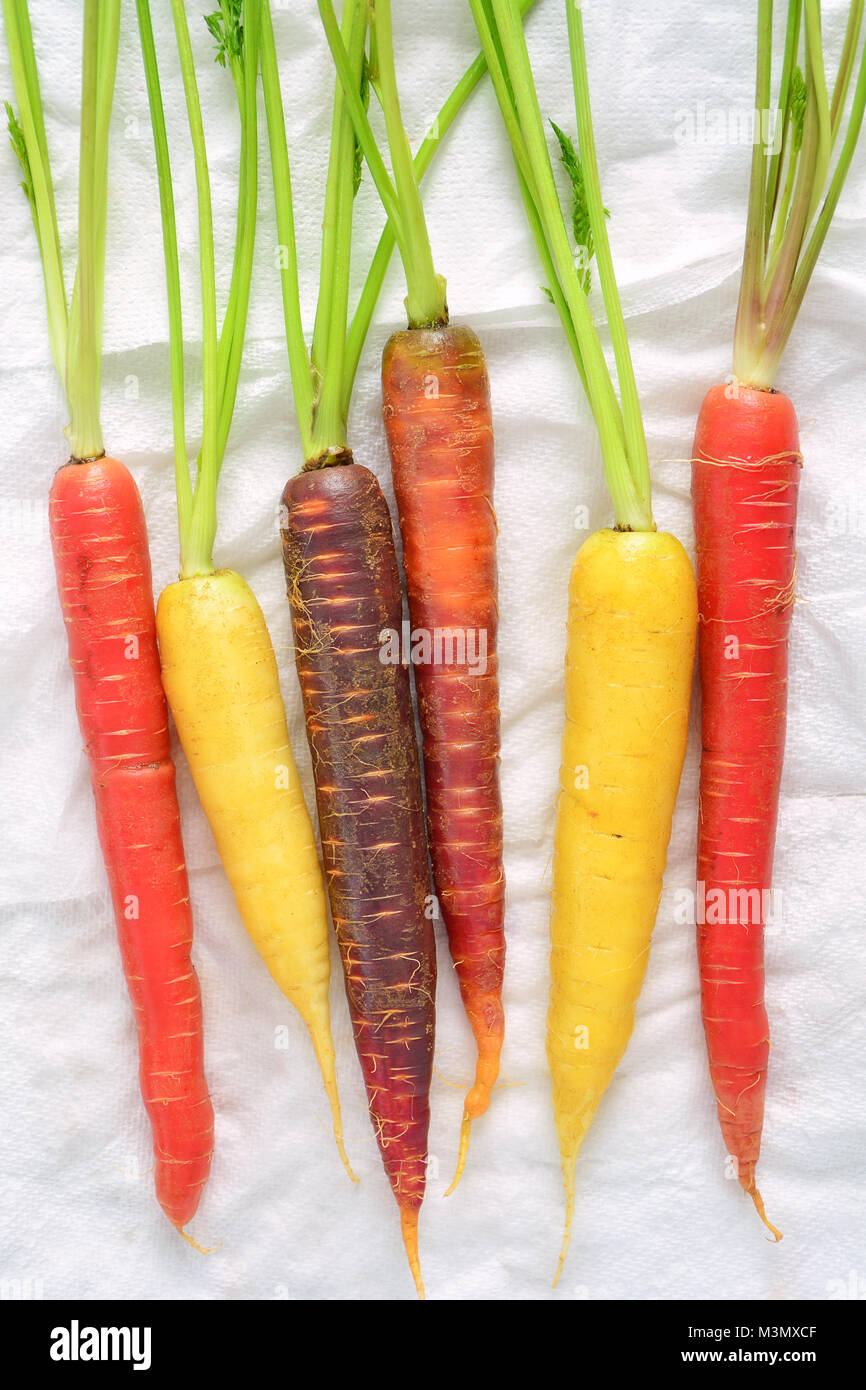 Colorful rainbow carrots in vertical format drying on paper towels and ...