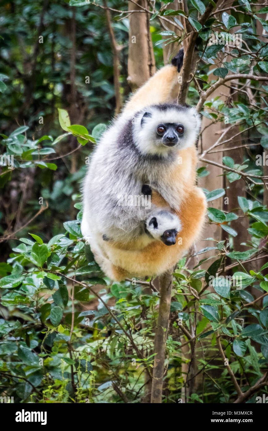 Diademed Sifaka and Baby (Propithecus diadema) Lemur, Madagascar Stock ...