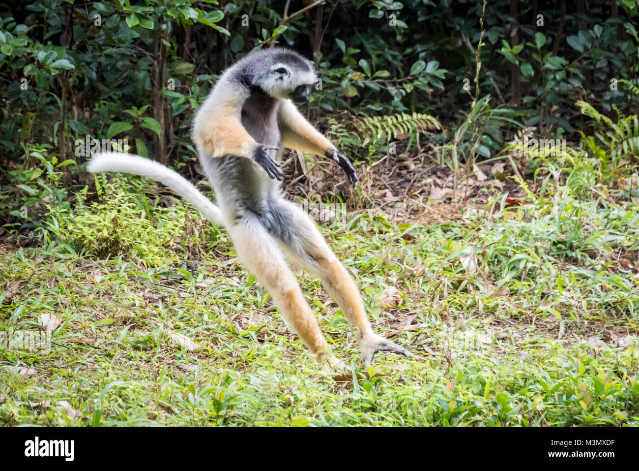 Diademed Sifaka Dancing (Propithecus diadema) Lemur, Madagascar Stock ...