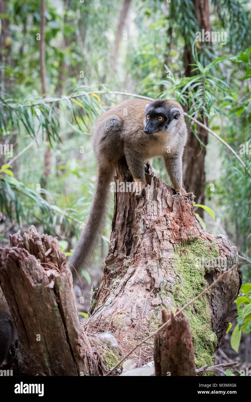 Leaping lemurs hi-res stock photography and images - Alamy