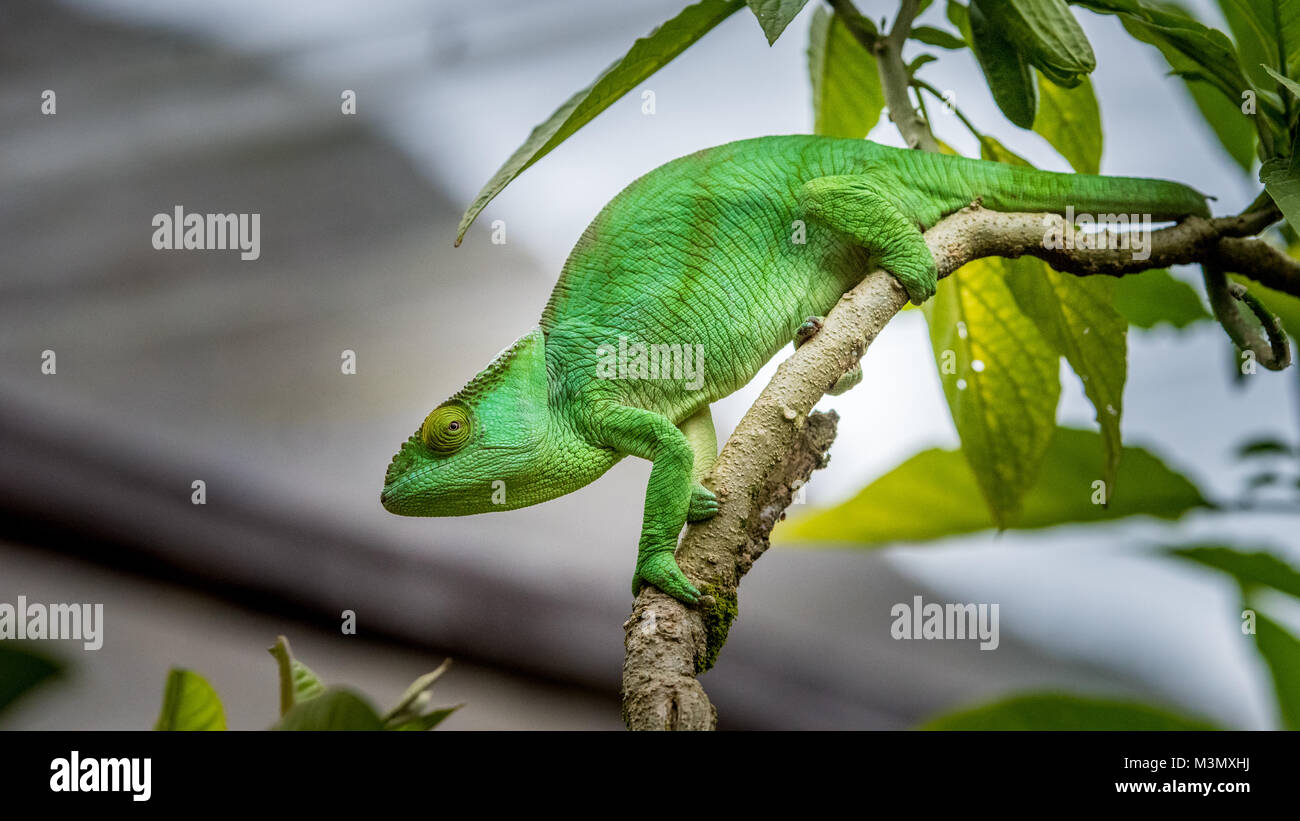 Green chameleon hi-res stock photography and images - Alamy