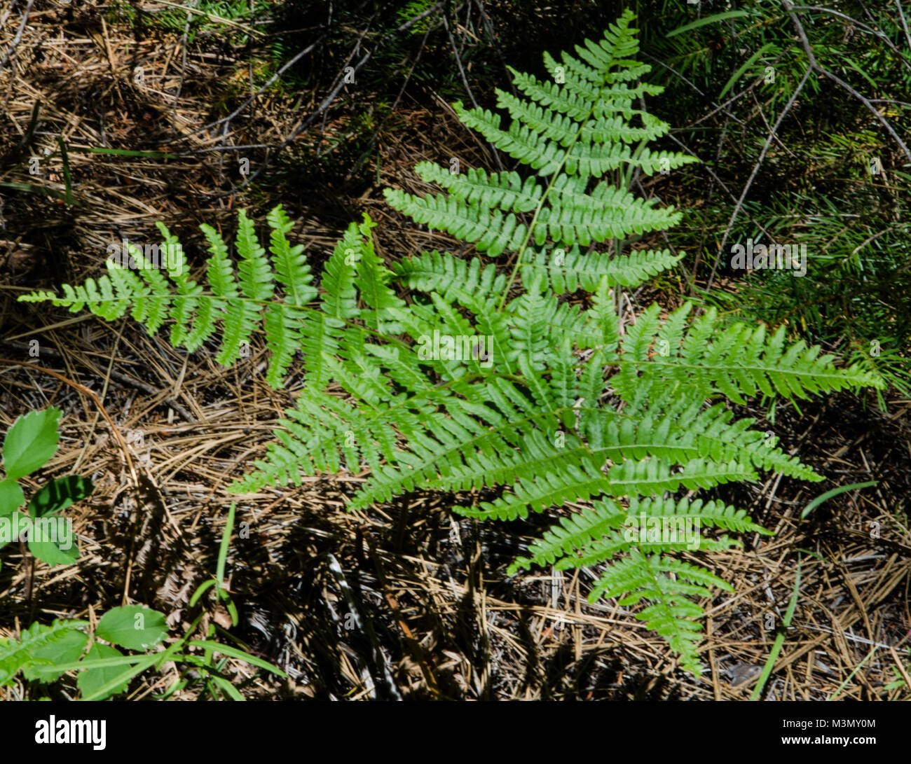 Ferns in a forest in central Oregon Stock Photo - Alamy