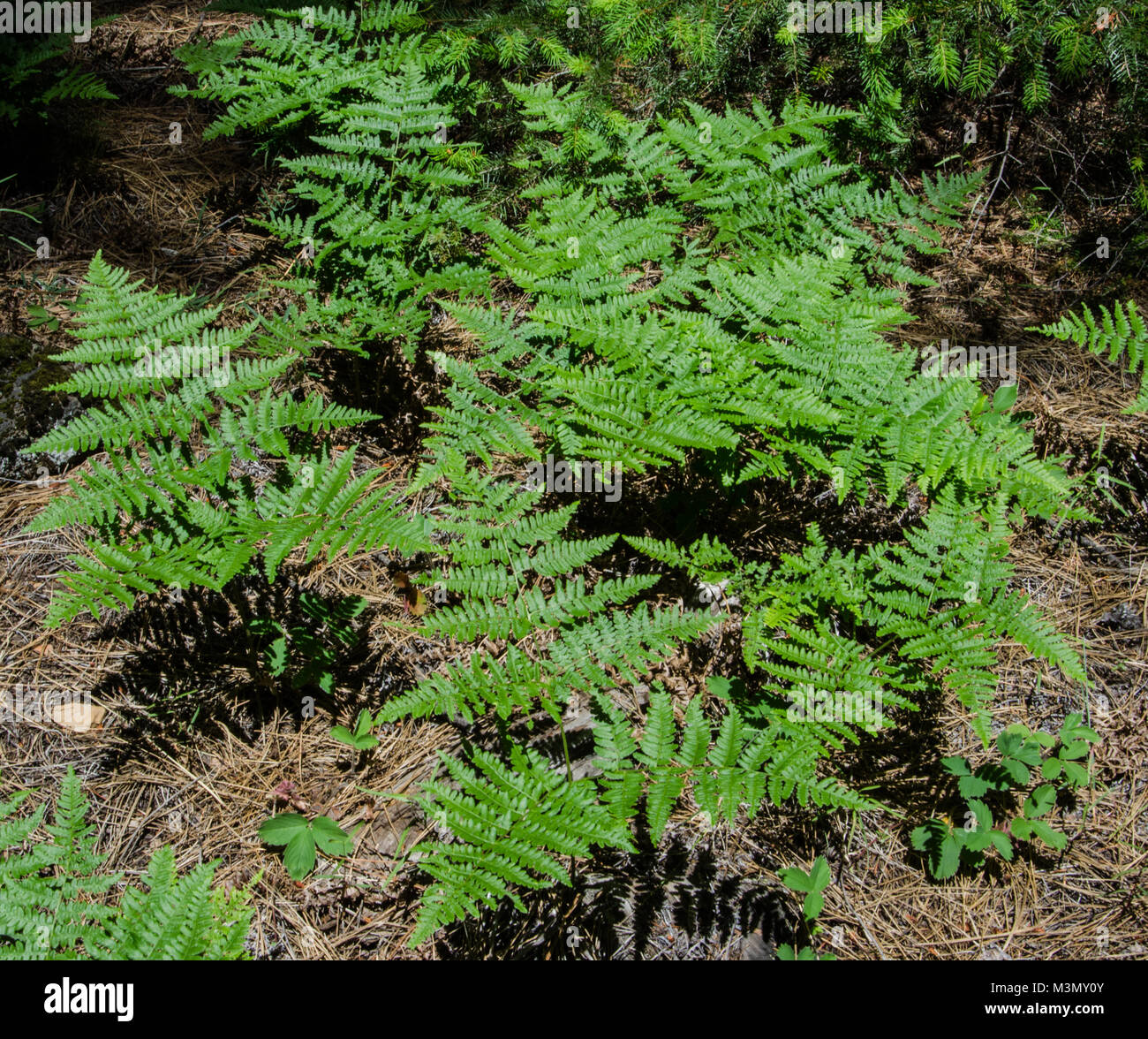 Ferns in a forest in central Oregon Stock Photo - Alamy