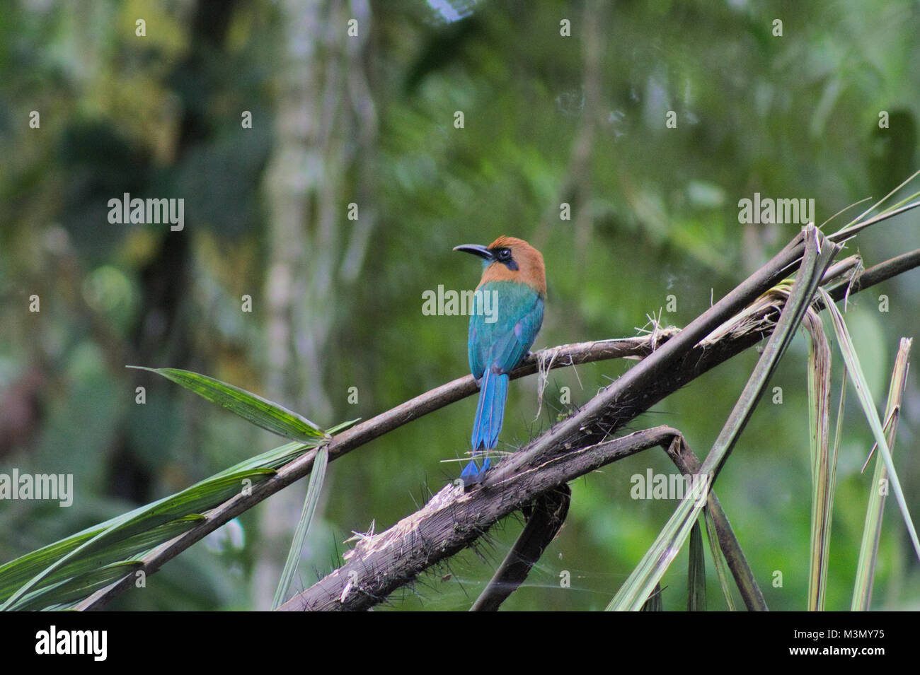 A beautiful Broad-billed Motmot in the middle of the Costa Rican ...