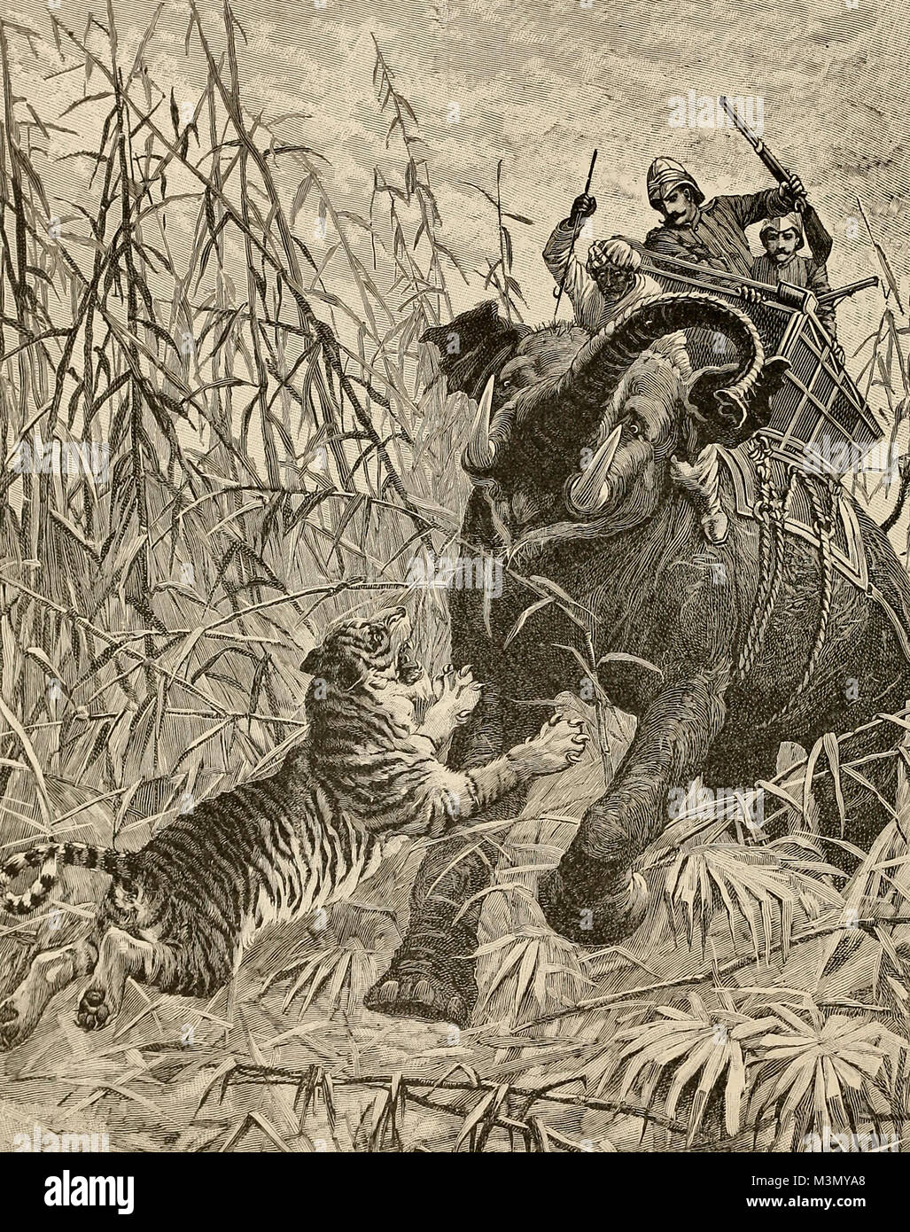 Elephant and tiger hi-res stock photography and images - Alamy