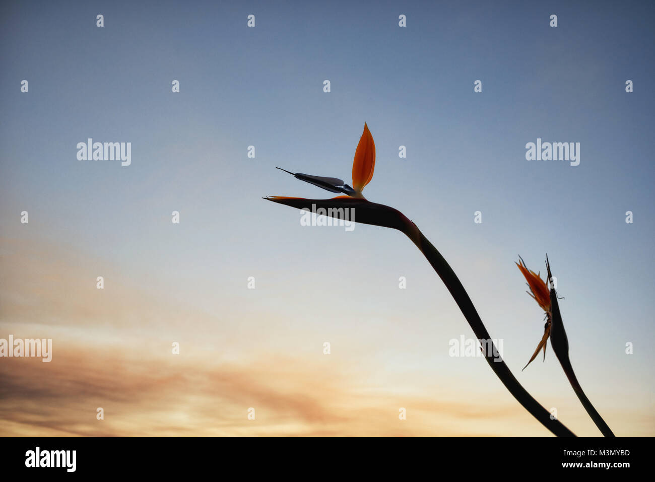 Getty collection hi-res stock photography and images - Alamy