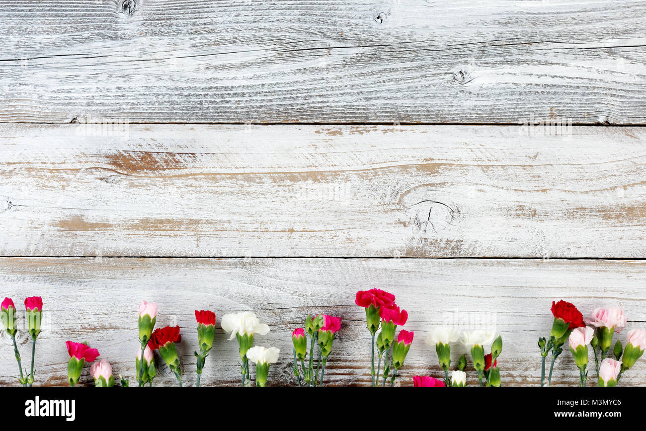 Colorful carnations forming bottom border on white weathered wooden ...