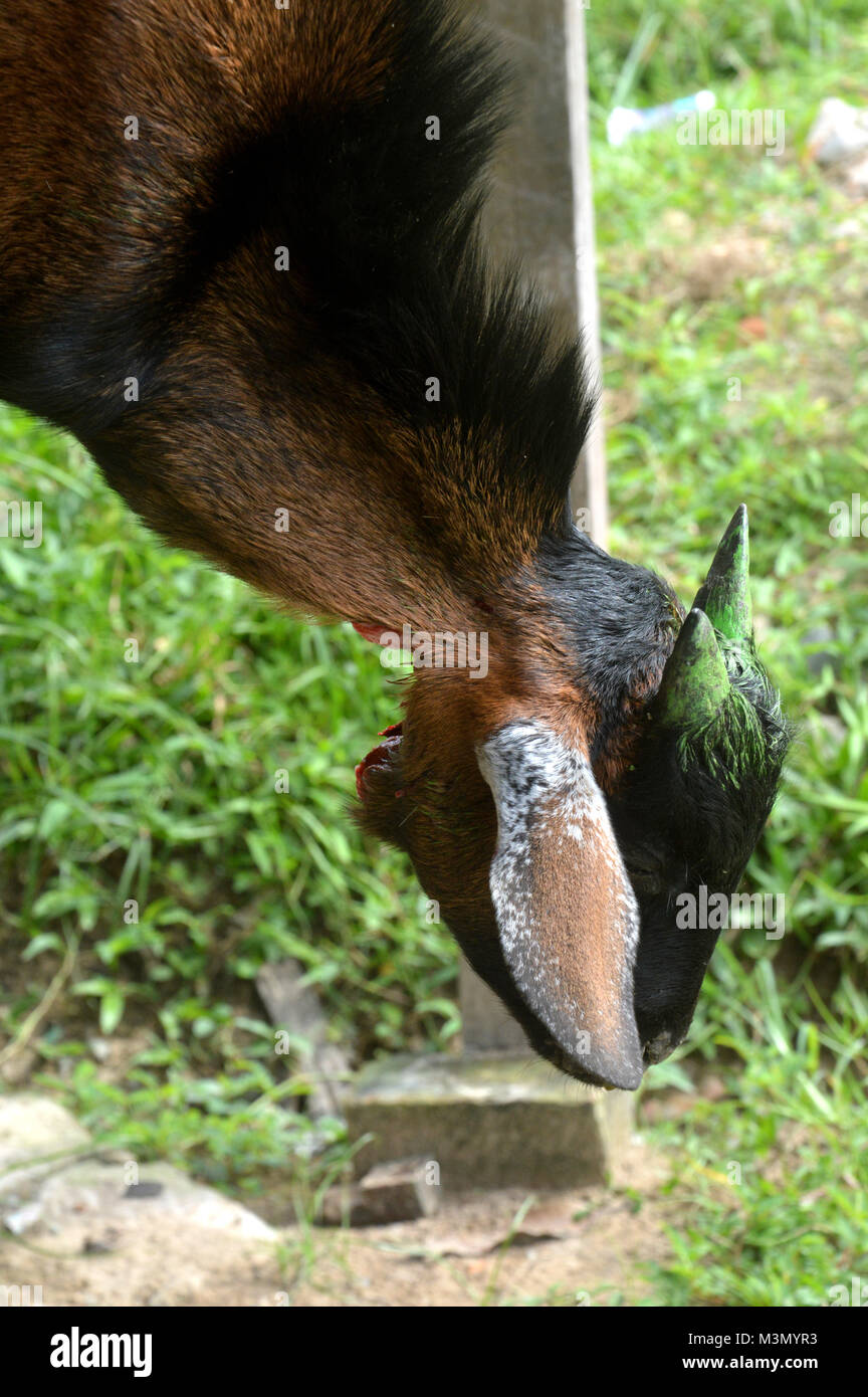 Skinning lamb hi-res stock photography and images - Alamy