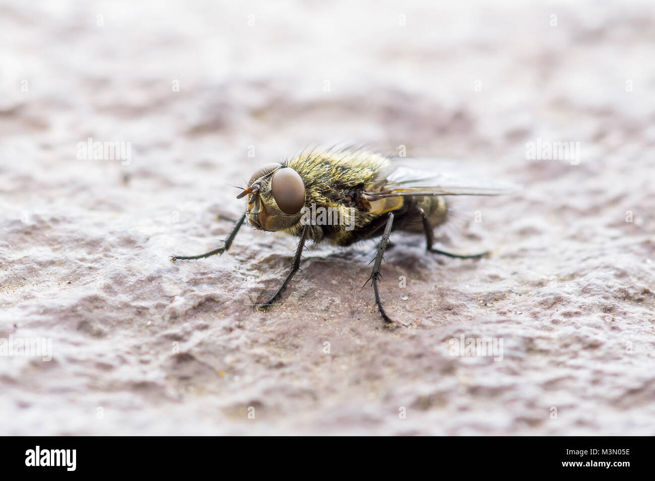 Diptera Meat Fly Insect On Rock Stock Photo - Alamy