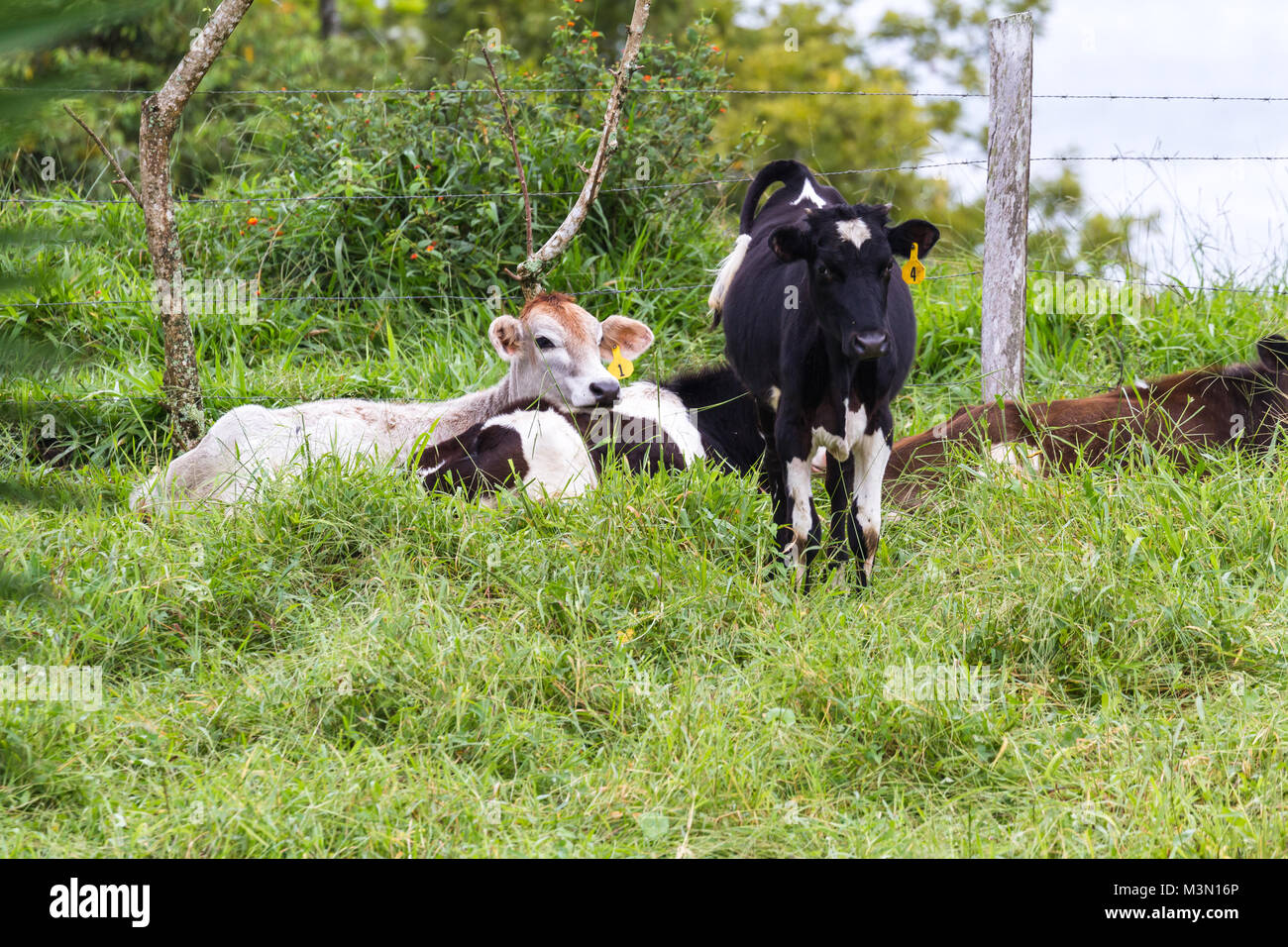 Costa rica dairy farm hi-res stock photography and images - Alamy