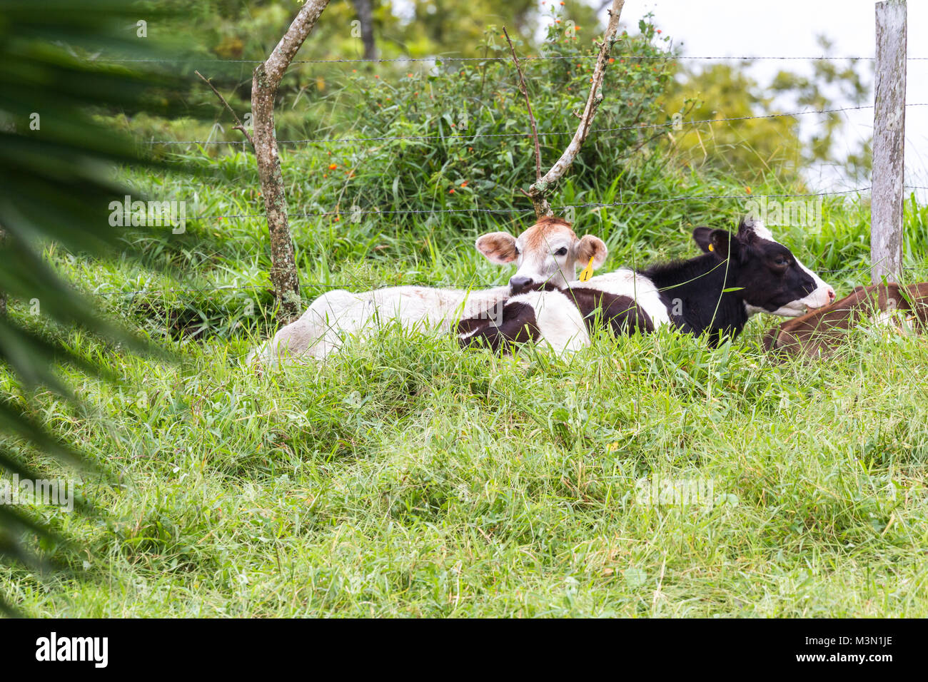 young dairy cows relaxing in a green pasture in tropical Costa Rica ...