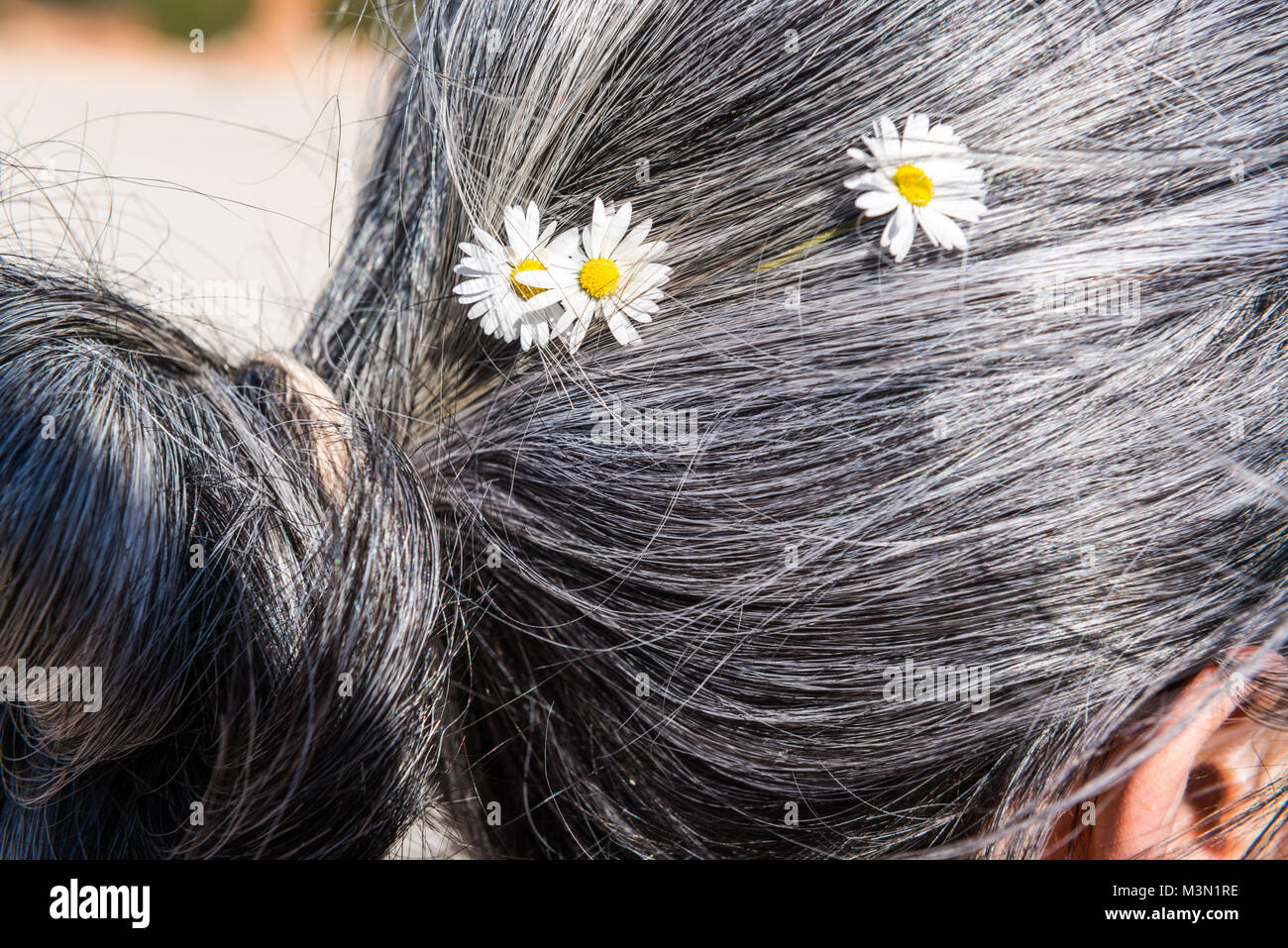 Three daisies put in the hair of a young brunette woman with gray hair ...